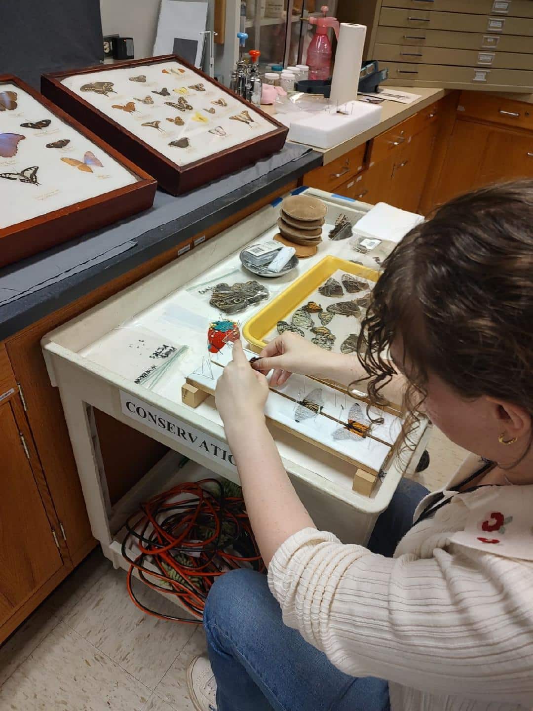 A Day in the Life of a Conservation Undergraduate Intern - The Strong ...