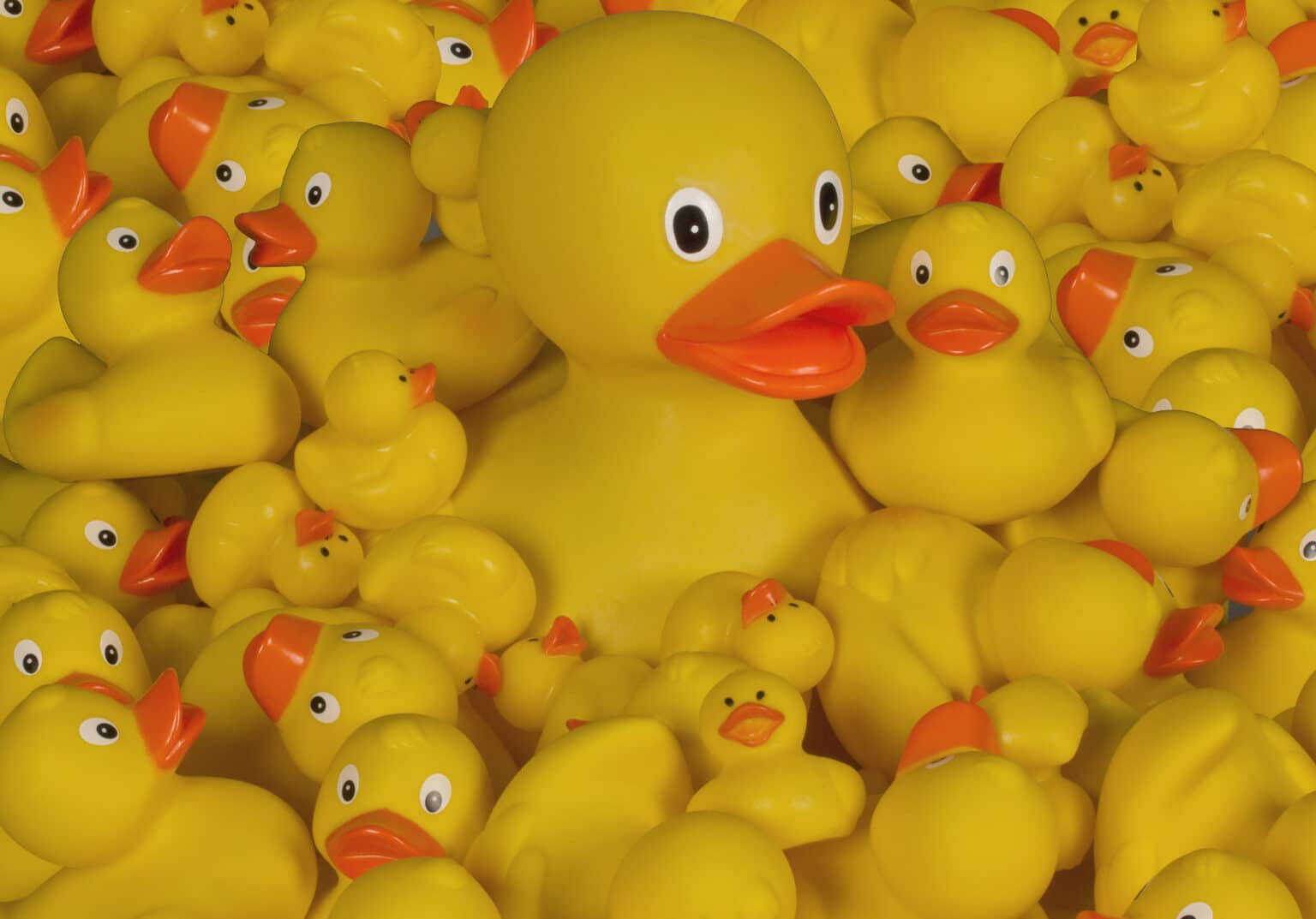 Rubber Duck Recognition Day - The Strong National Museum of Play